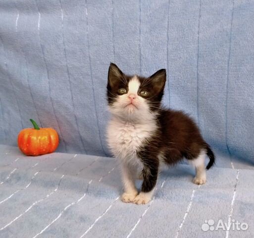 Котенок Кроша. девочка 1,5 мес