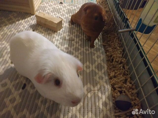 Морские свинки (английский селф)