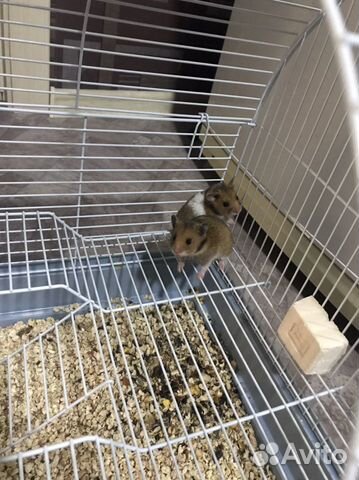 Сирийские хомяки