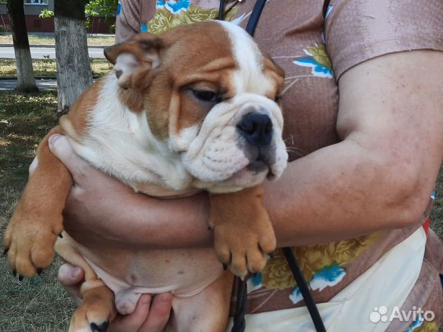 Английский бульдог