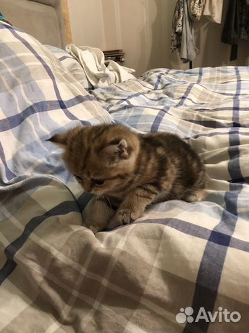 Котятки элитного окраса