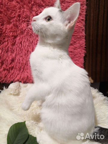 Котенок в добрые руки