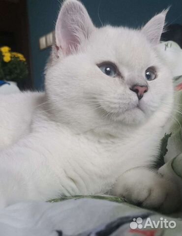 Шикарный британский котик