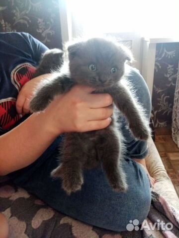 Шотландская вислоухая