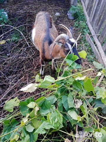 Коза дойная молочная