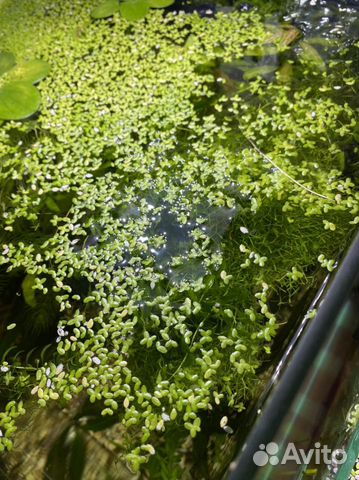 Аквариумные растения бесплатно