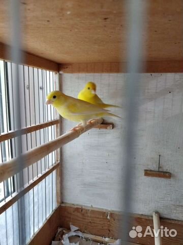 Кенара и канарейки овсяночного напева