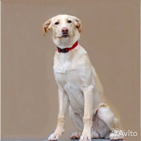 Мартин ищет дом