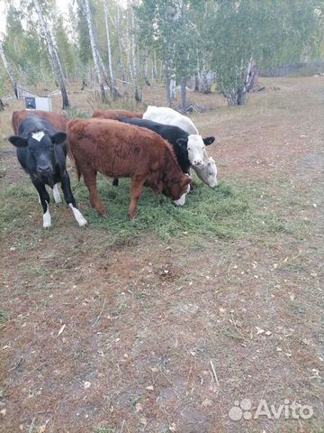 Телята подсосные