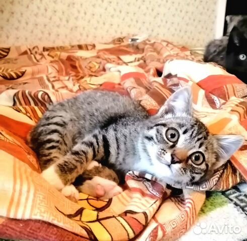 Кошки в добрые руки