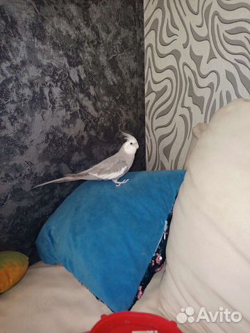 Шикарный Каррела