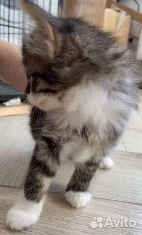 Пушистые полосатые котятки в дар