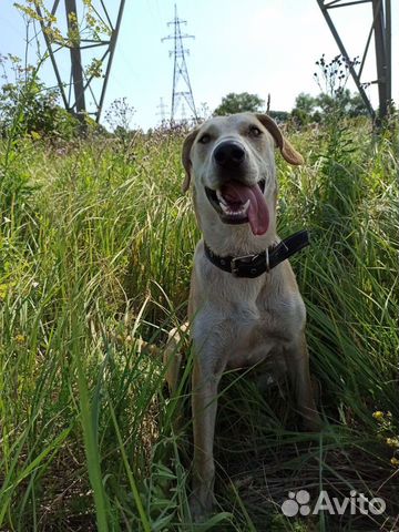 Собака охранника в дар