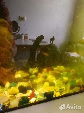 Рыба бесплатная