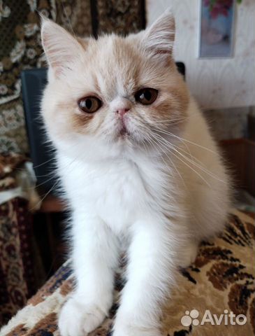 Персидский котёнок, девочка