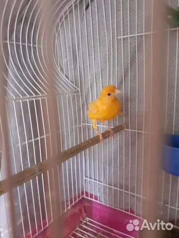 Канарейки в добрые руки