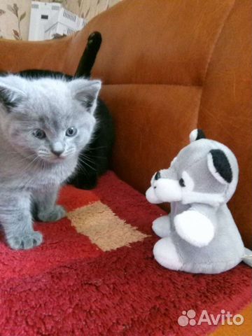 Котёнок мальчик дымчатый 1,5 мес