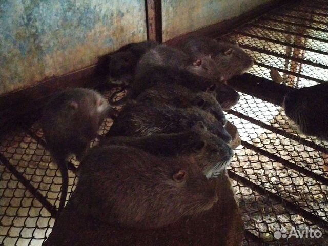 Продаются нутрии самцы и самки разного возраста