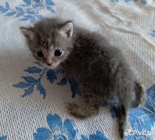Котëнок, ещё совсем крошечка
