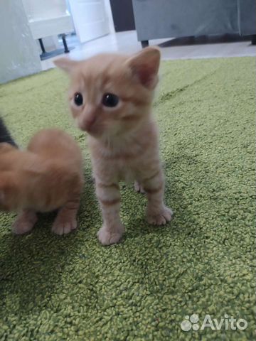 Кошки в добрые руки