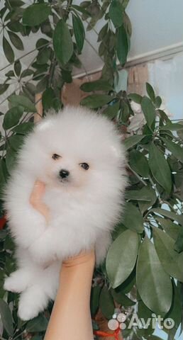 Щенки шпица