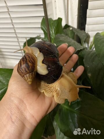 Отдам улитят Ахатин