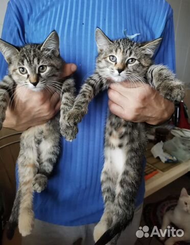 Котята в добрые руки девочки