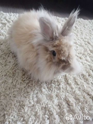 Декоративные кролики