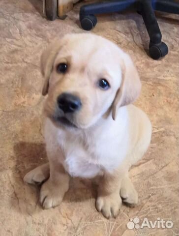 Щенки лабрадора