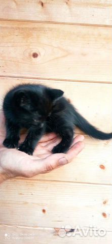 Отдам шотландского котенка