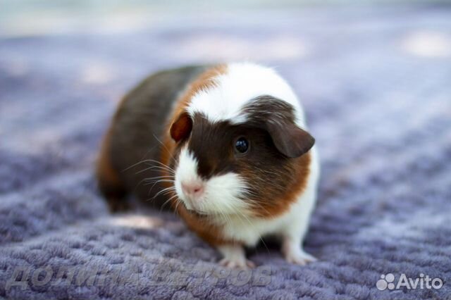 Крестед девочка трехцветная, ручная,редкого окраса