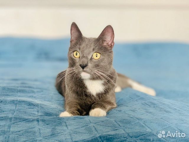 Ласковый, умный котик