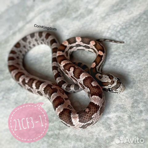 Маисовый полоз Coral Ghost