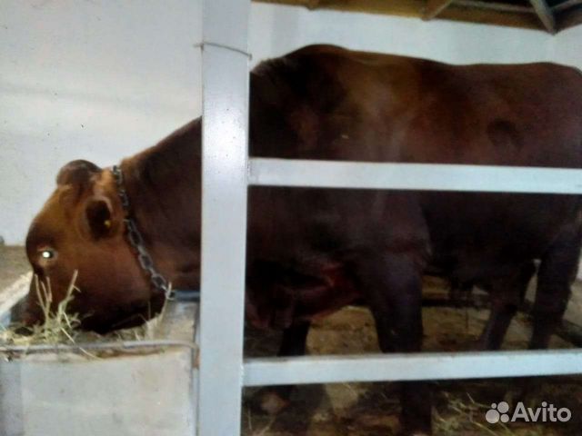 Быки на племя