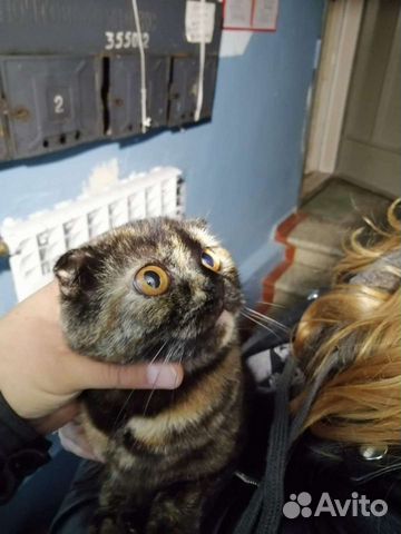 Кошка в дар