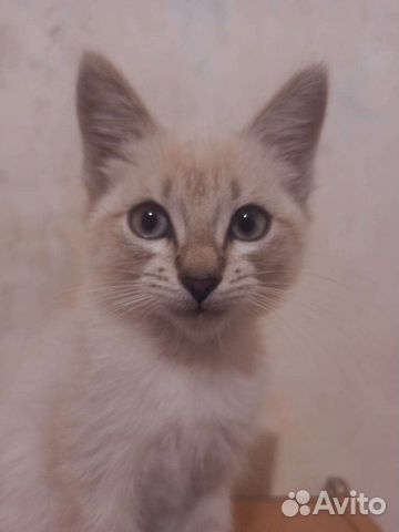 Котенок мальчик
