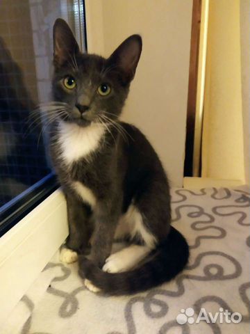 Котята ищут дом