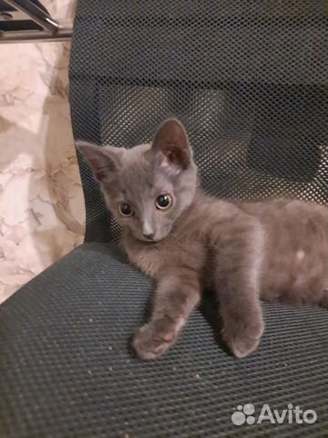 Котенок девочка бесплатно