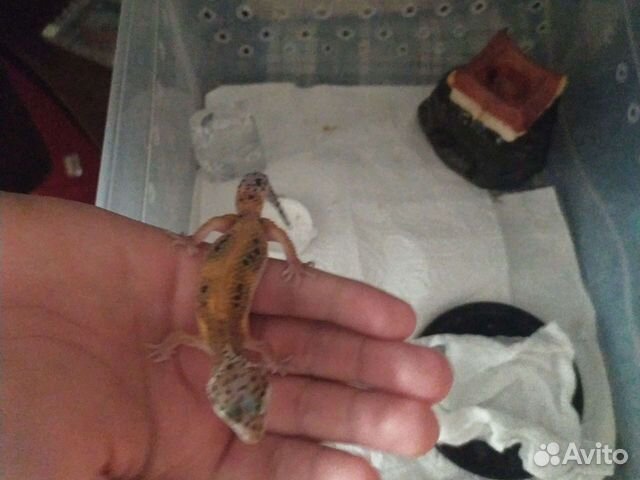 Геккон эублефар
