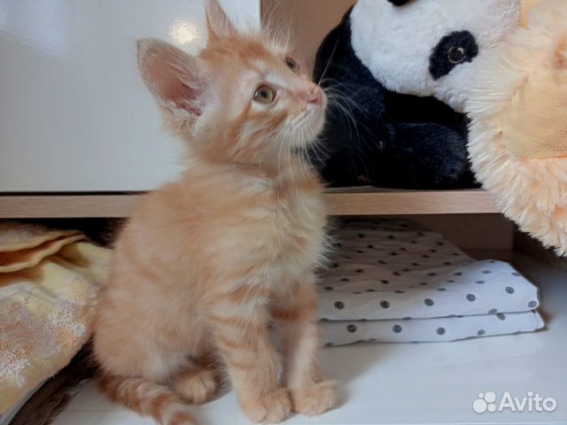 Рыженькое чудо котята котёнок