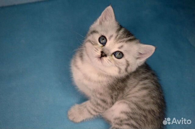 Котенок шотландская прямоухая девочка