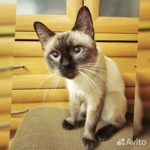 Тайский котёнок (фенотип) мальчишка в дар