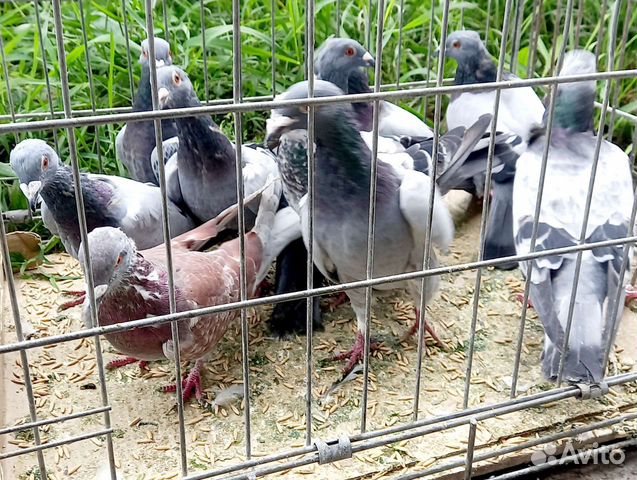 Голуби почтовые