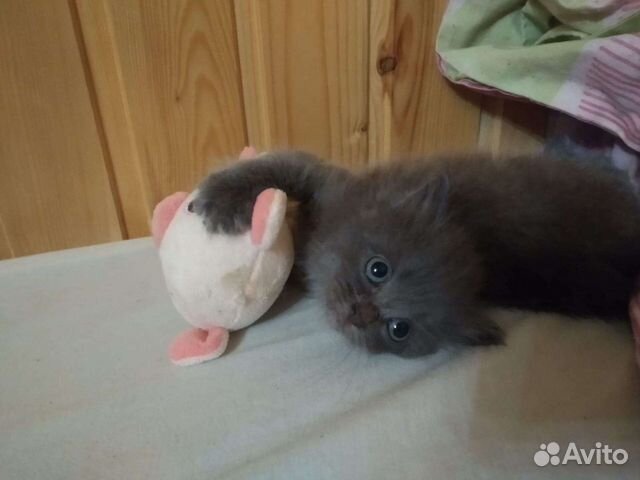 Ласковый котёнок