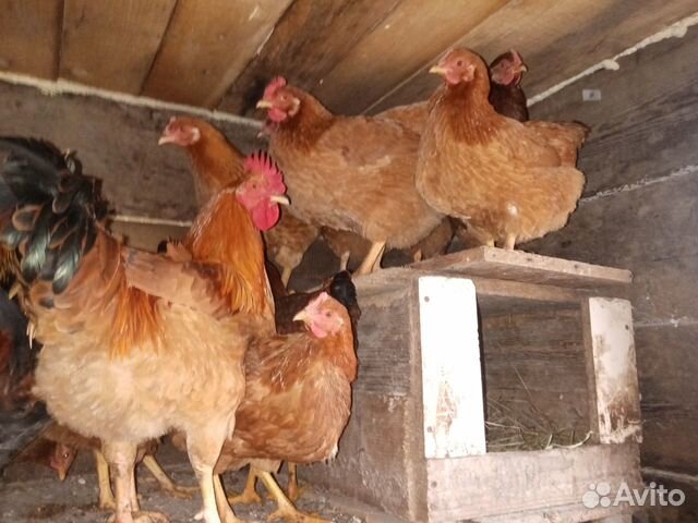 Куры несушки породы Венгерский великан, годовалые