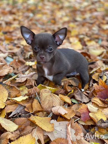 Собаки чихуахуа щенок