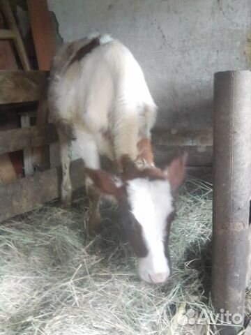 Продом бычка на откорм