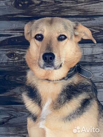 Скромная Шелли ищет дом