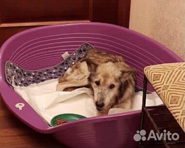 Собака ищет дом на дожитие