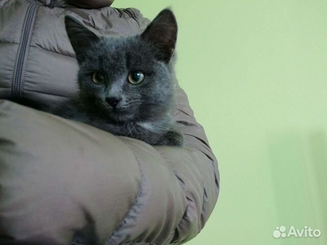 Кошка в дар